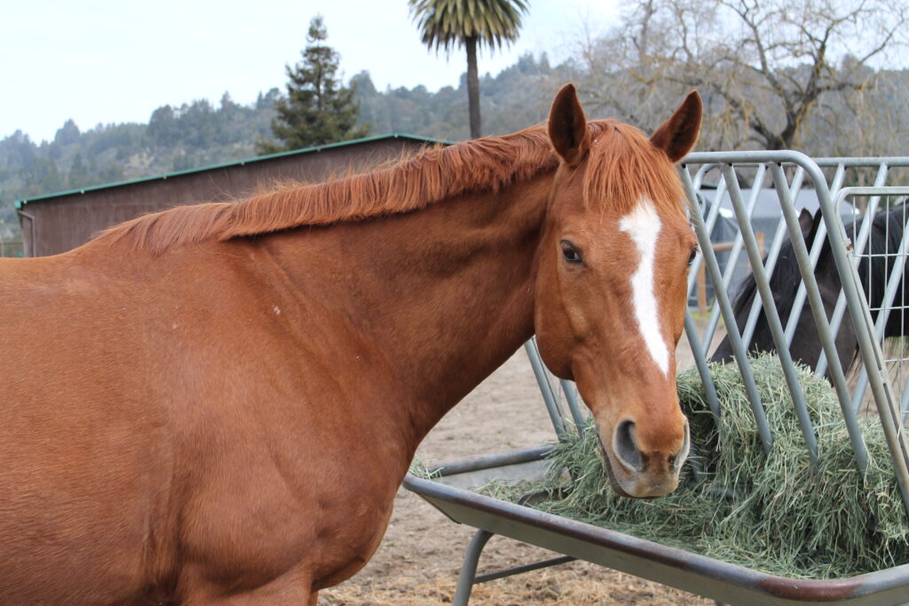 Janet Ferraro | The Art of Janet Ferraro